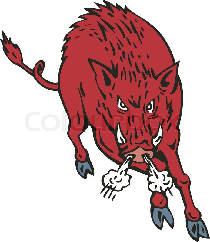 Illustration of a wild pig boar ... | Stock vector | Colourbox