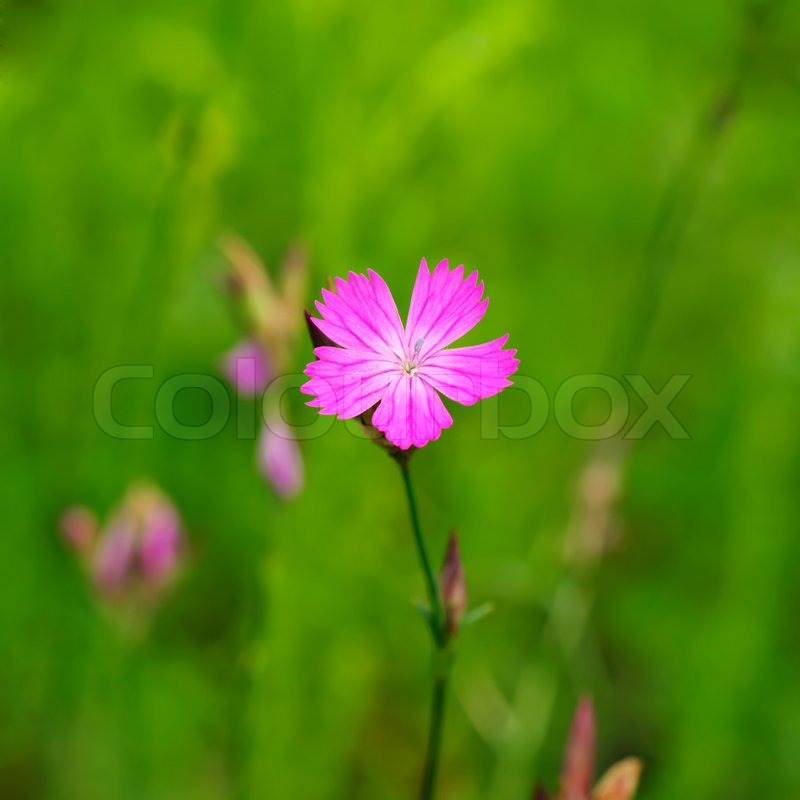 Wild carnation flower on green meadow, ... | Stock image | Colourbox