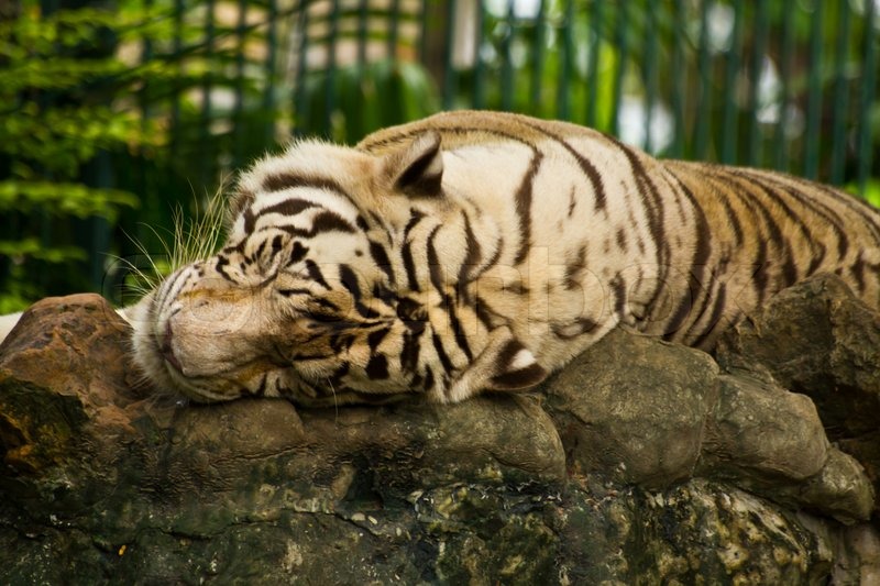 Die schlafenden Tiger | Stock Bild | Colourbox