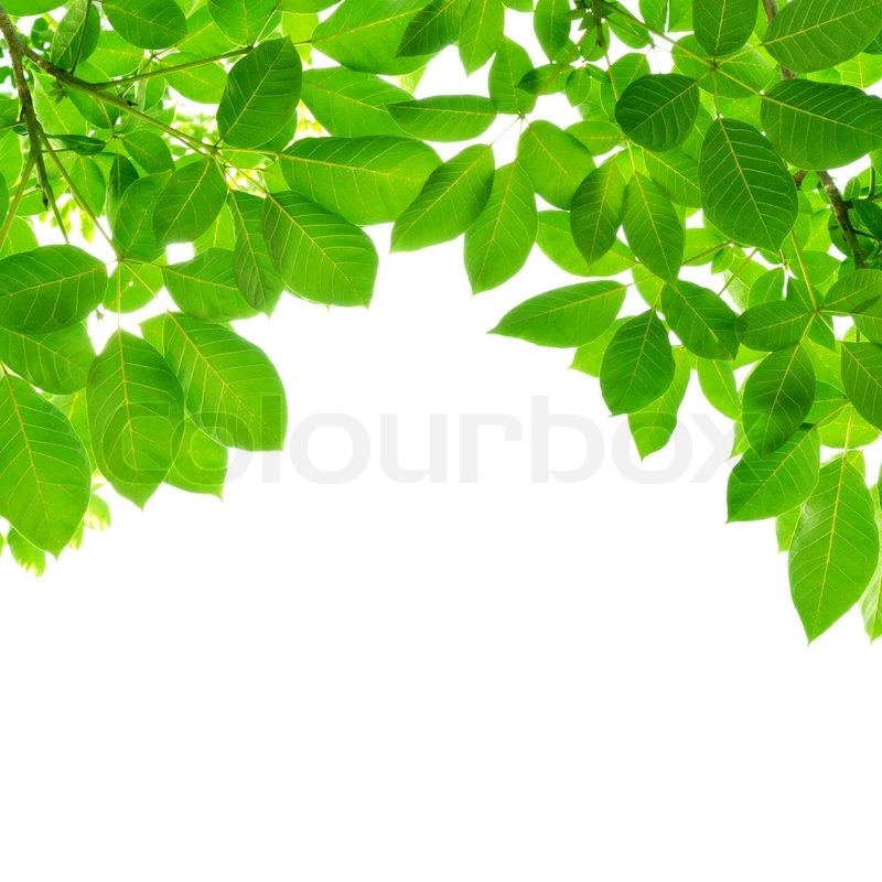 Green leaf background - border design | Stock image | Colourbox