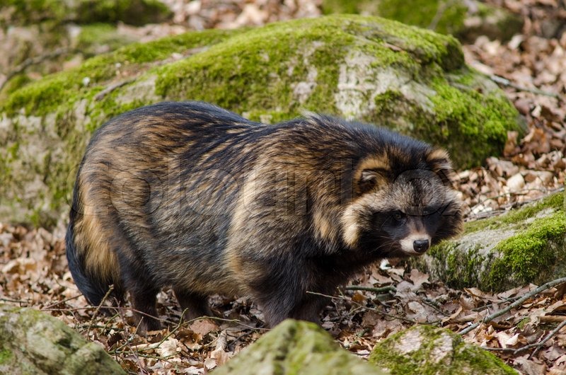 Marderhund, Nyctereutes procyonoides | Stock Bild | Colourbox