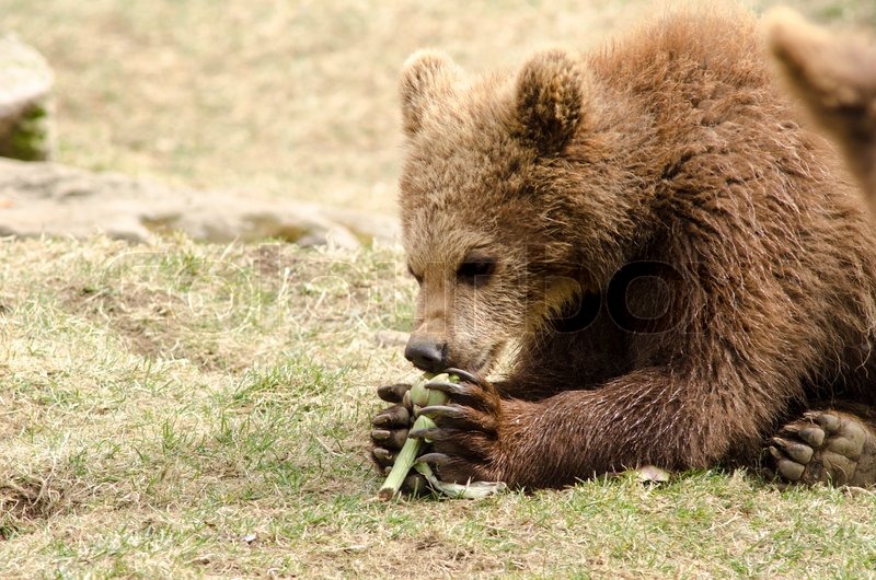 Young brown bear eating | Stock image | Colourbox