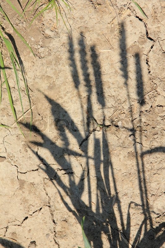 Shadow of wheat. | Stock image | Colourbox
