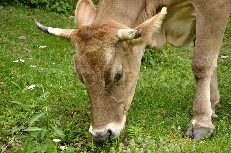 Head of light brown cow feeding | Stock image | Colourbox