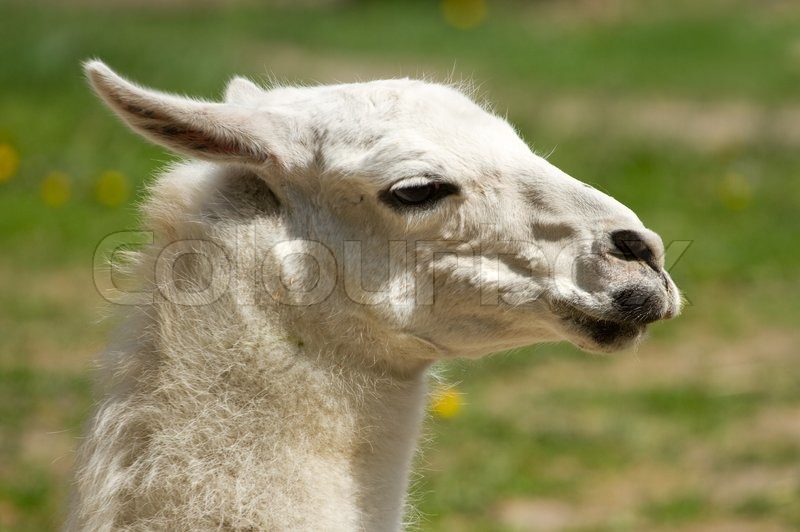 White lama | Stock foto | Colourbox