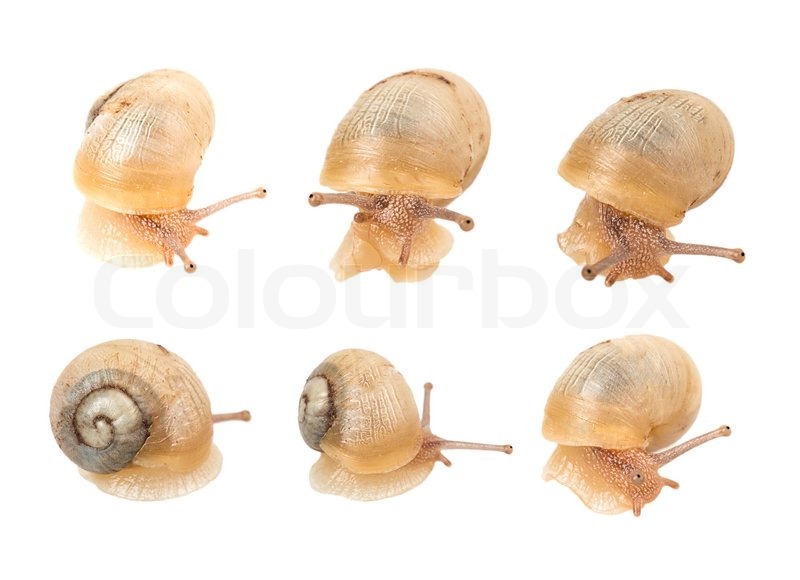 Snegl | Stock foto | Colourbox