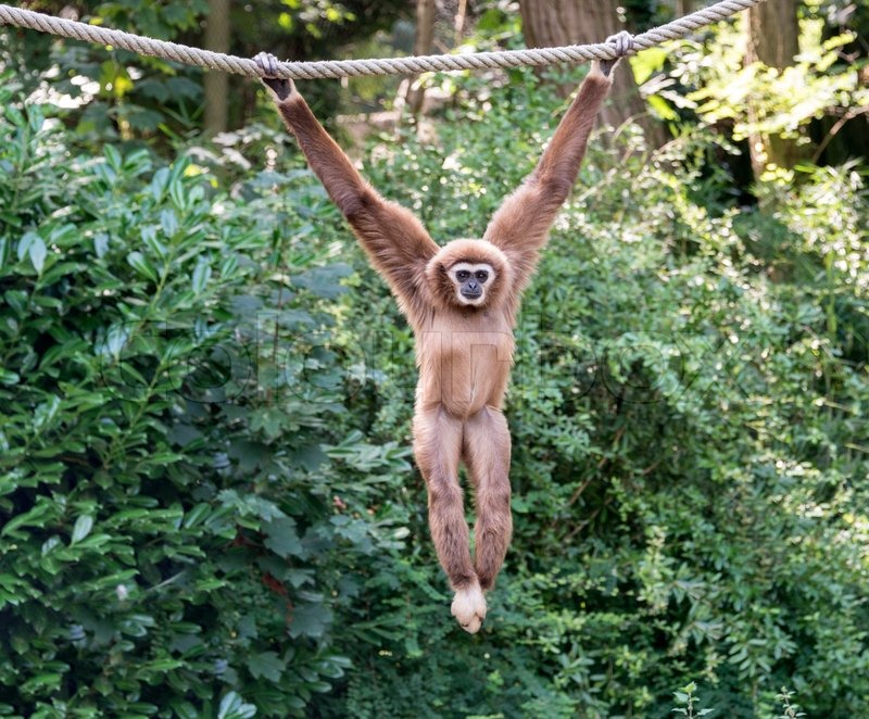 Young gibbon monkey hanging on the rope ... | Stock image | Colourbox