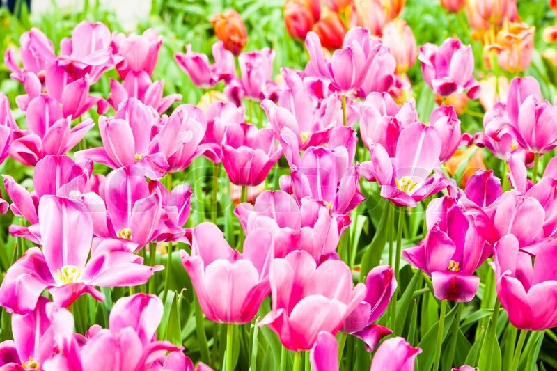 Pretty Spring Flowers
