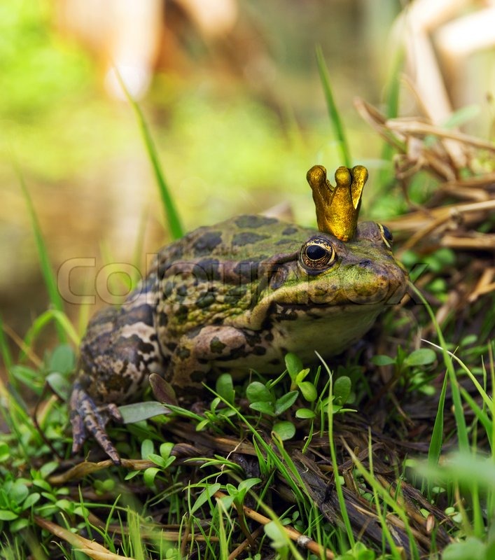 Der Froschkönig | Stock Bild | Colourbox