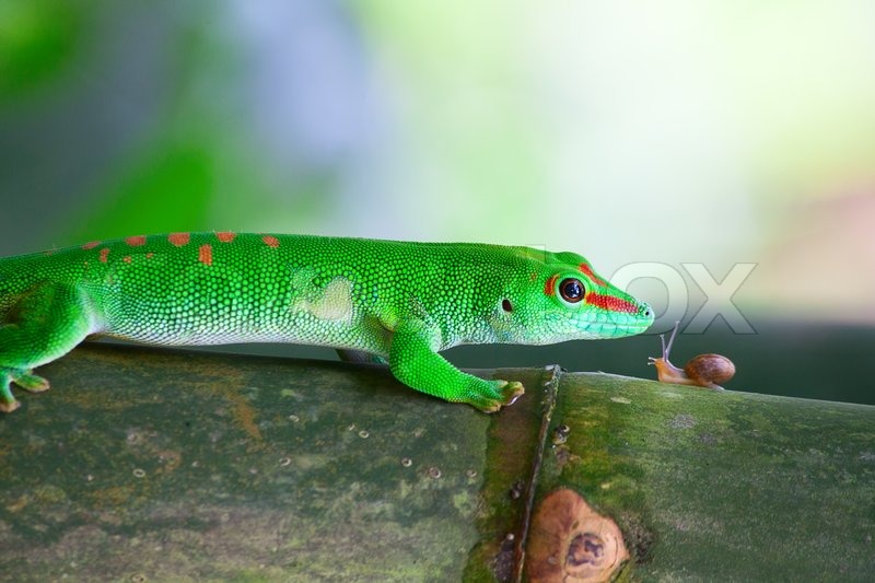 Green gecko | Stock image | Colourbox