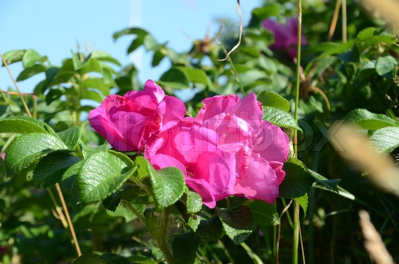 Lyserøde vildroser og hybenblomster på ... | Stock foto | Colourbox