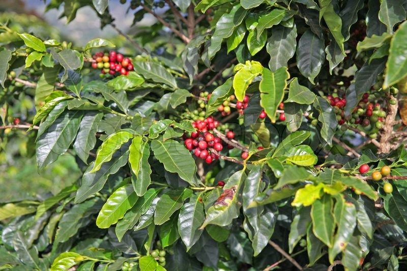 Kaffetræ i Minas Gerais, Brasilien | Stock foto | Colourbox