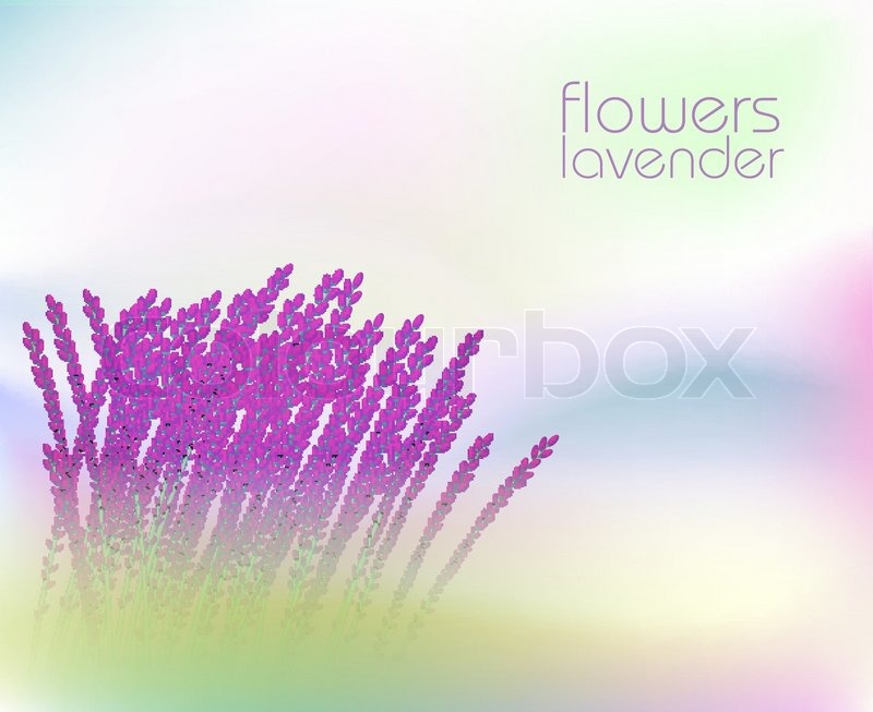 Abstract background with lavender | Stock vector | Colourbox
