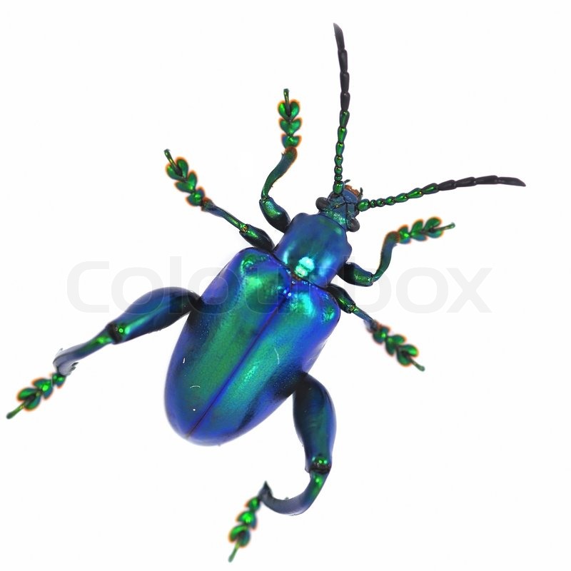 Blue beetle isolated on white ... | Stock image | Colourbox