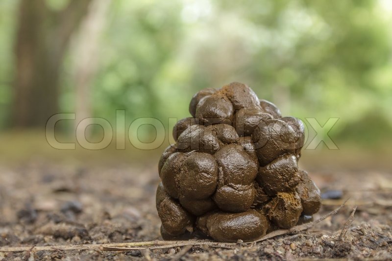 Deer Feces
