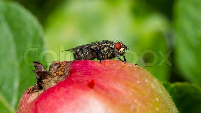 Fly sitting on top of a red apple | Stock image | Colourbox