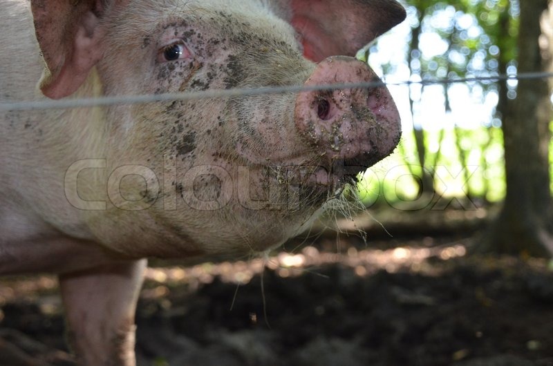 økologisk svin og landbrug | Stock foto | Colourbox