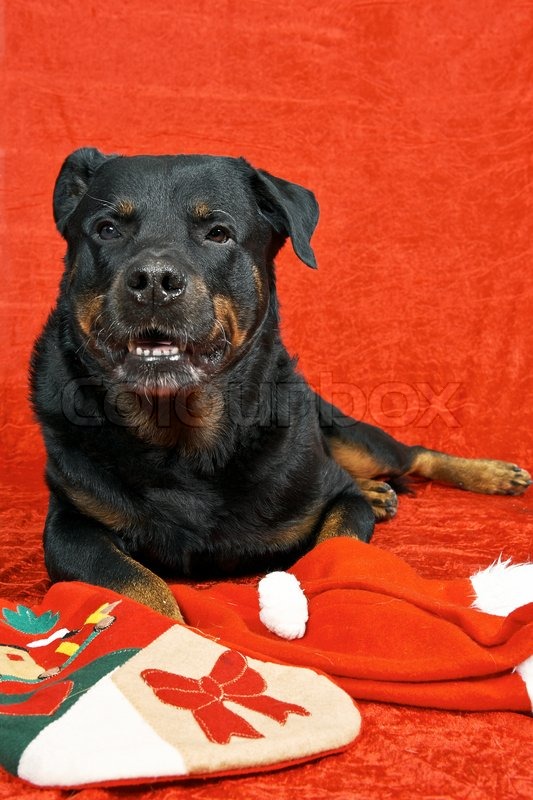 Pure bred rottweiler with christmas ... | Stock Photo | Colourbox
