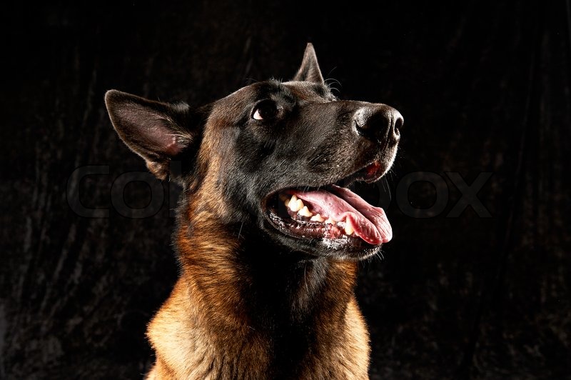 Pure breed malinois on black background | Stock image | Colourbox