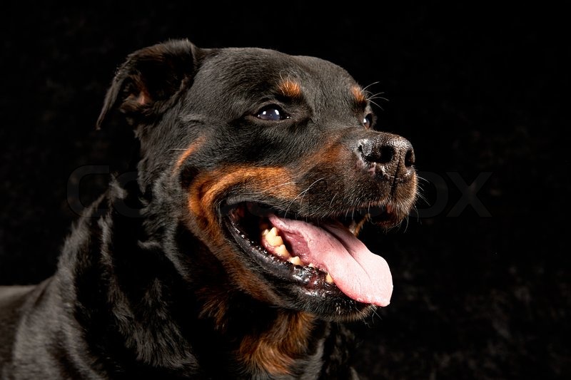 Pure breed rottweiler on black ... | Stock image | Colourbox