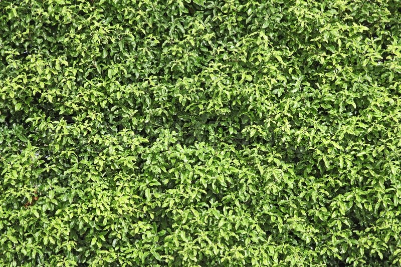 Shrub Texture Seamless