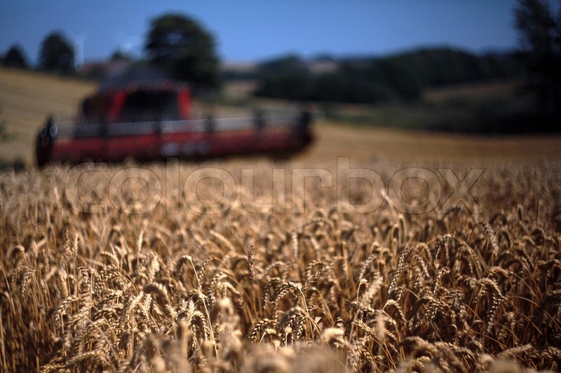 Saison für die Ernte. | Stock Bild | Colourbox