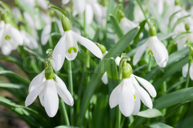 Closeup snowdrops | Stock image | Colourbox