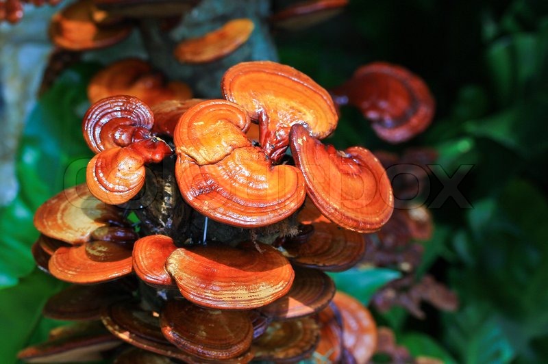 Mushroom Ganoderma lucidum in the ... | Stock image | Colourbox