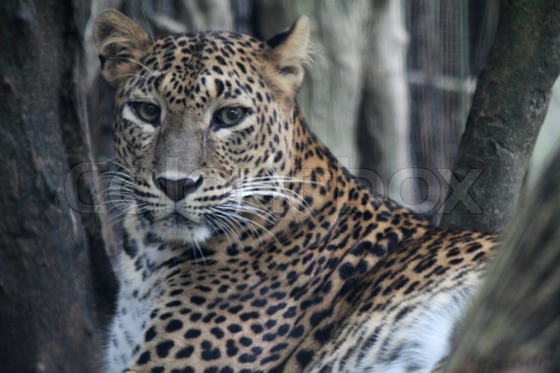 Leopard | Stock Bild | Colourbox