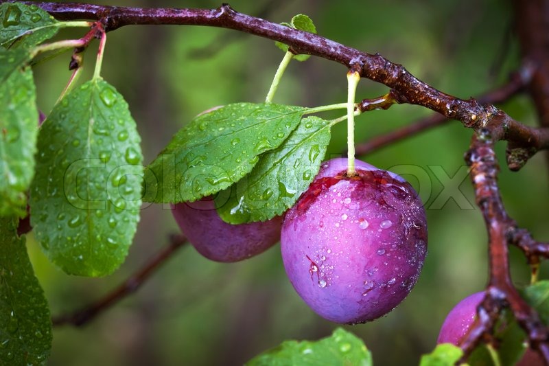 Ripe red plums on the branch with dew ... | Stock Photo | Colourbox