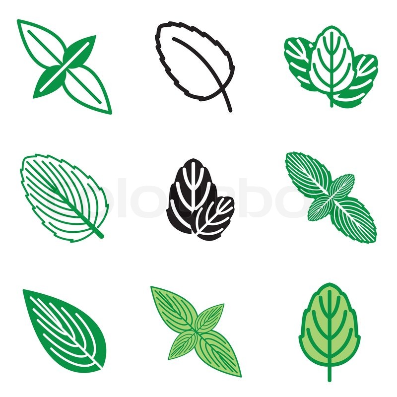 Minze Blatt -Icons | Stock-Vektor | Colourbox