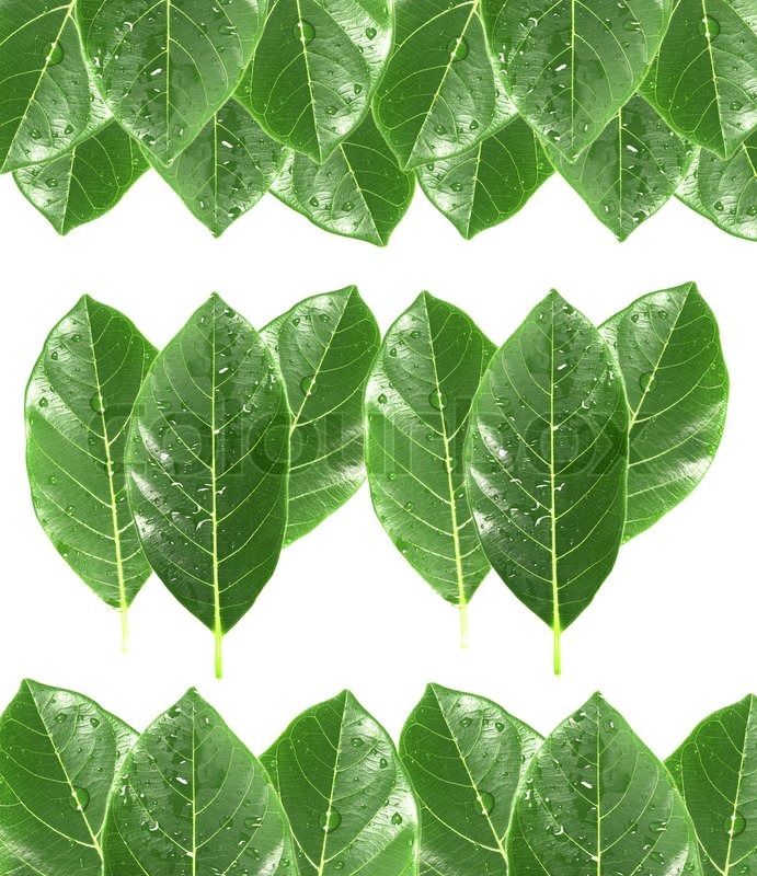 Grüne Blätter Grenze über weißem | Stock Bild | Colourbox