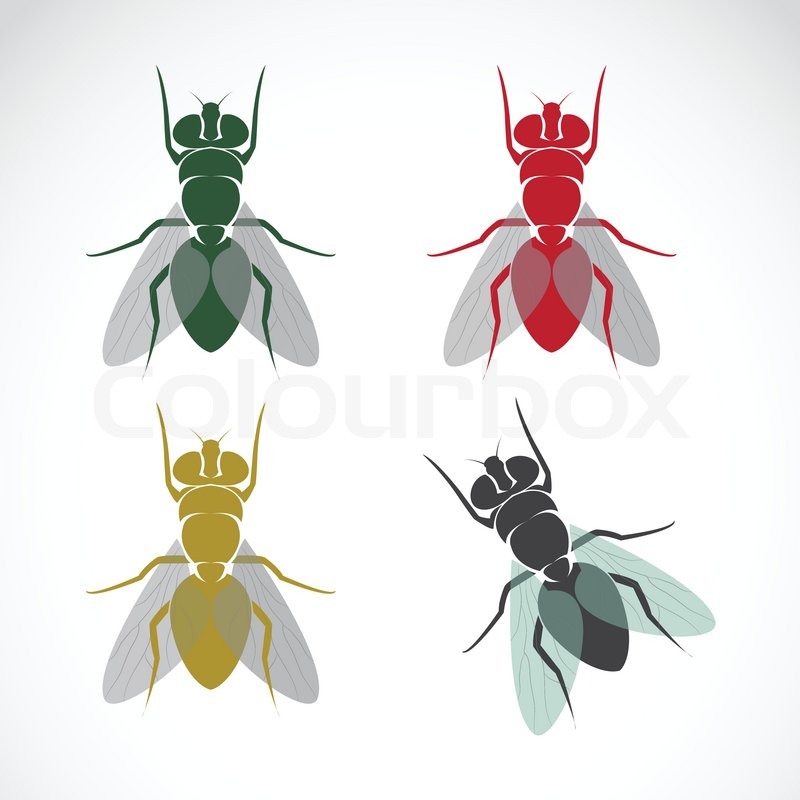 Vector image of an fly on white ... | Stock vector | Colourbox