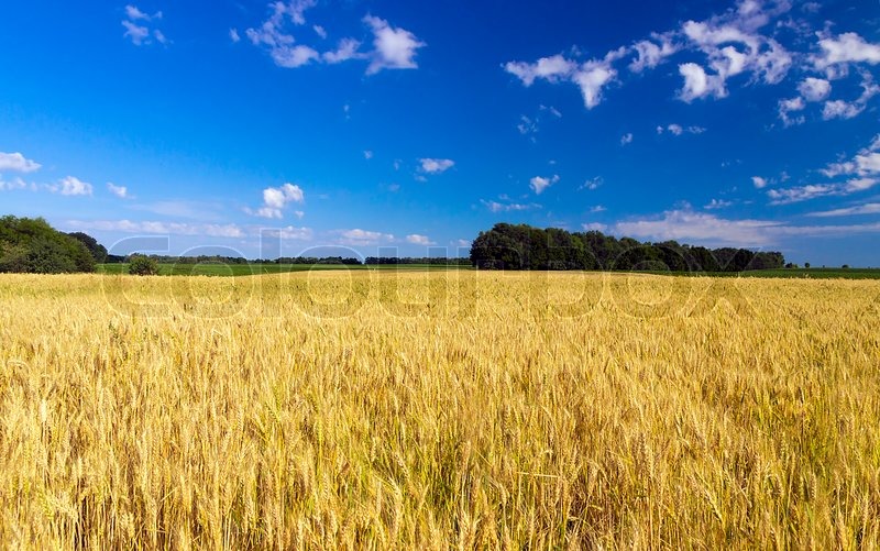 Weizenfeld | Stock Bild | Colourbox