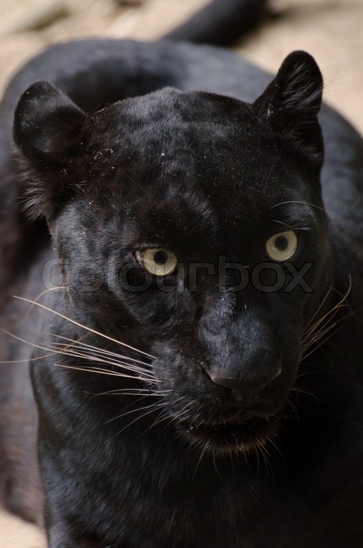 Black leopard portræt | Stock foto | Colourbox