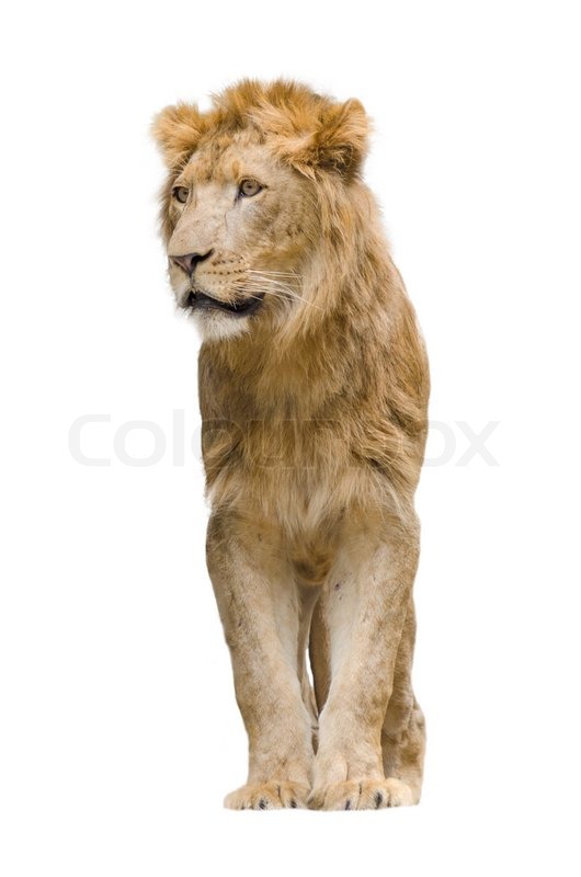 Sitting lion isolated | Stock image | Colourbox