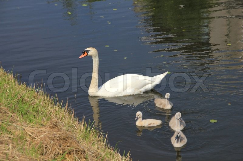 Swan with young ones. | Stock image | Colourbox