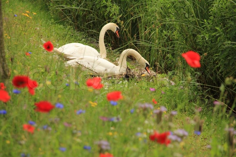 Eating swans in spring. | Stock image | Colourbox
