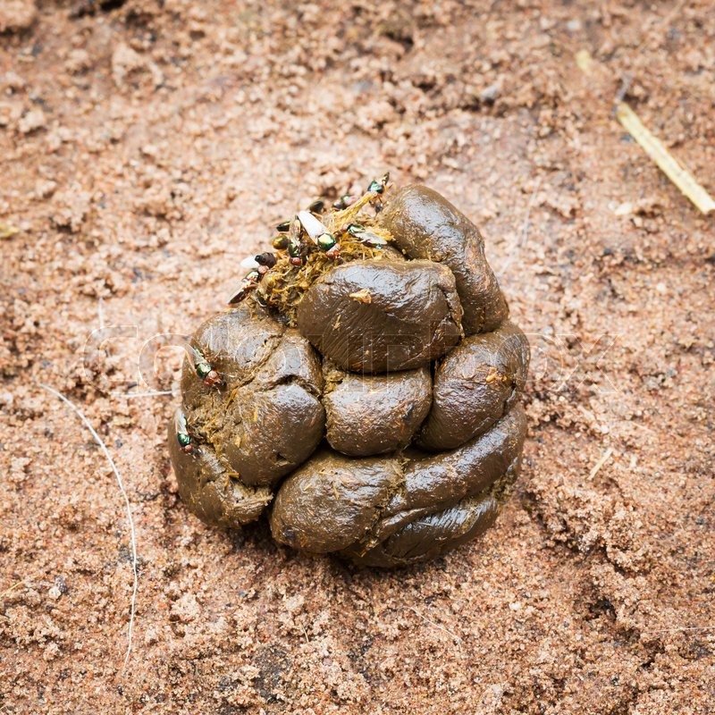 Close up goat excrement with flies on ... | Stock image | Colourbox