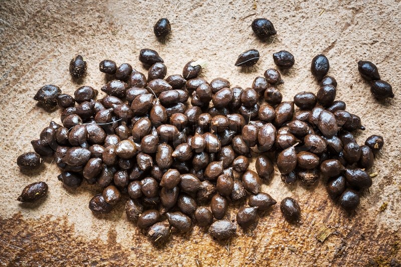 Close up brown color goat excrement on ... | Stock image | Colourbox