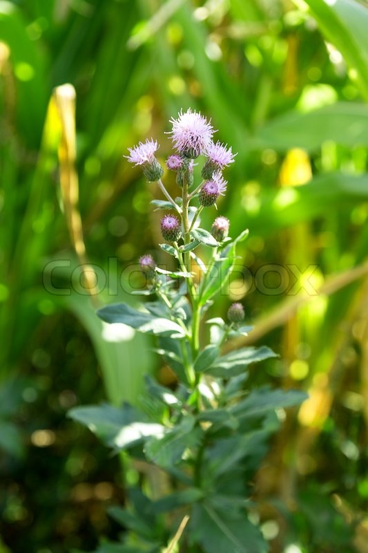 Thorn weed plant in the garden | Stock image | Colourbox