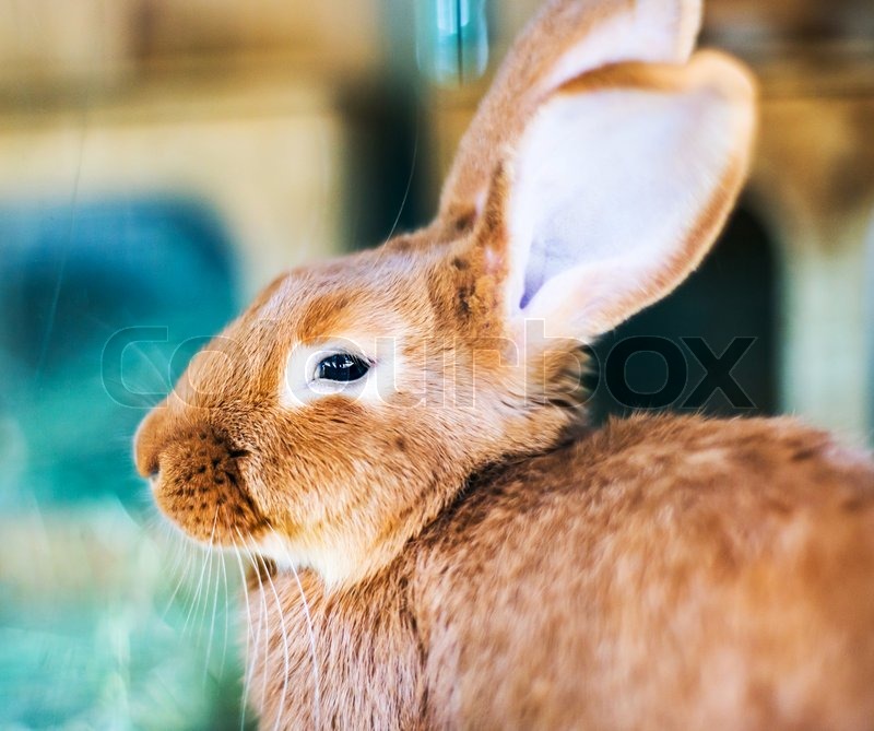Beautiful red-haired rabbit | Stock image | Colourbox