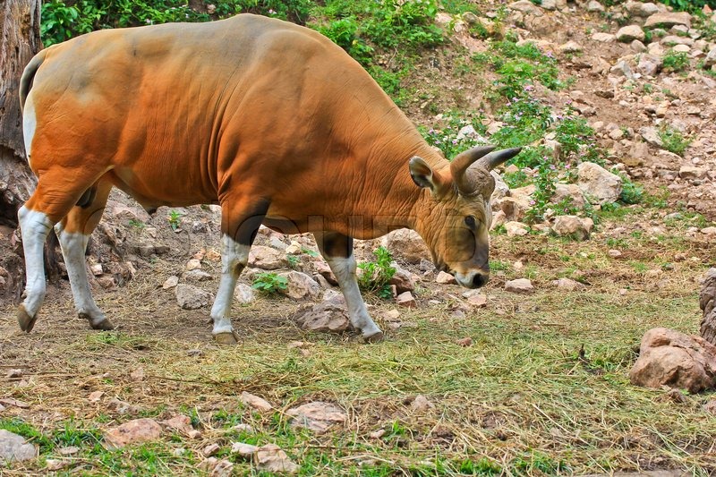 Banteng or Red Bull | Stock image | Colourbox