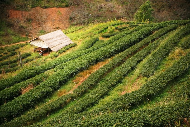 Teeplantage | Stock Bild | Colourbox