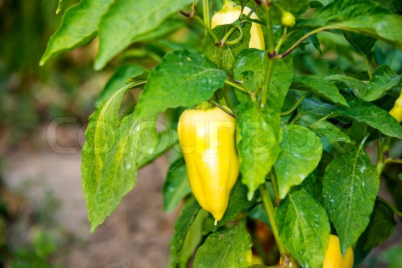 Pfeffer wächst | Stock Bild | Colourbox