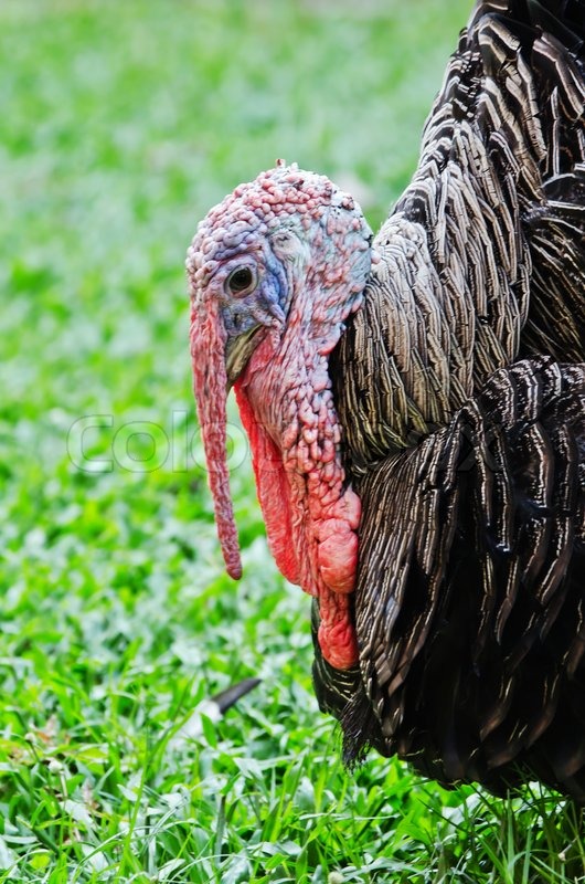 Close up of colorful turkey | Stock image | Colourbox