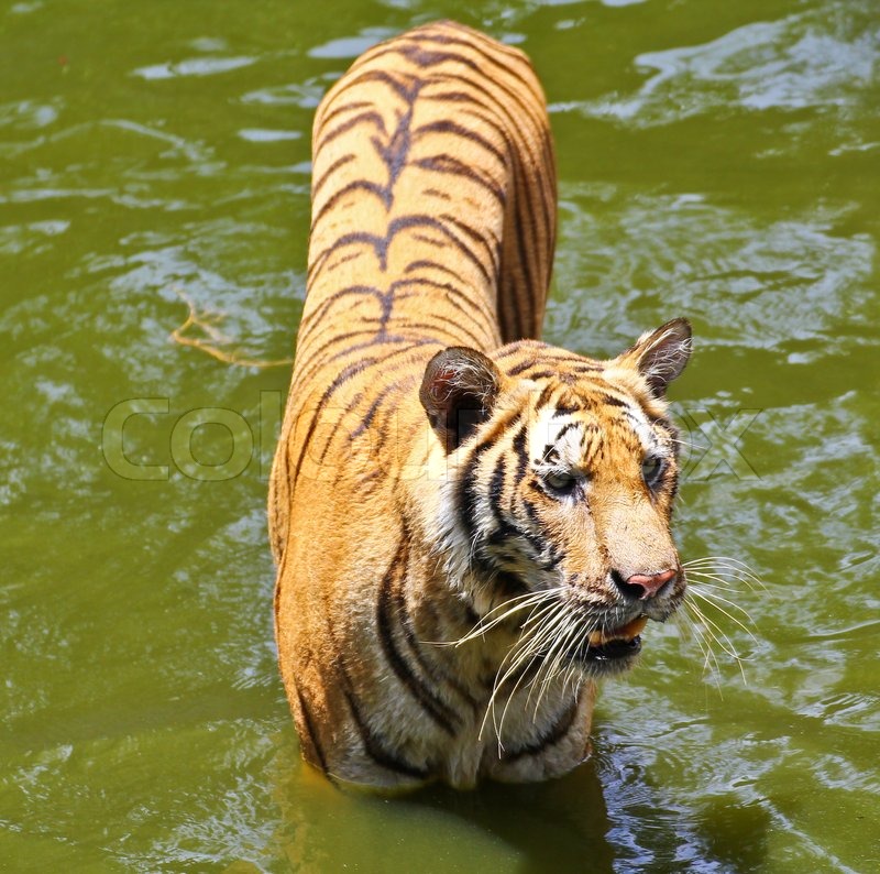 Tiger | Stock Bild | Colourbox