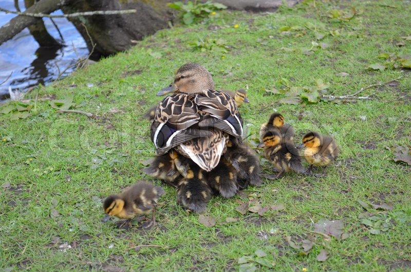 Cute ducklings trying to hide under the ... | Stock image | Colourbox
