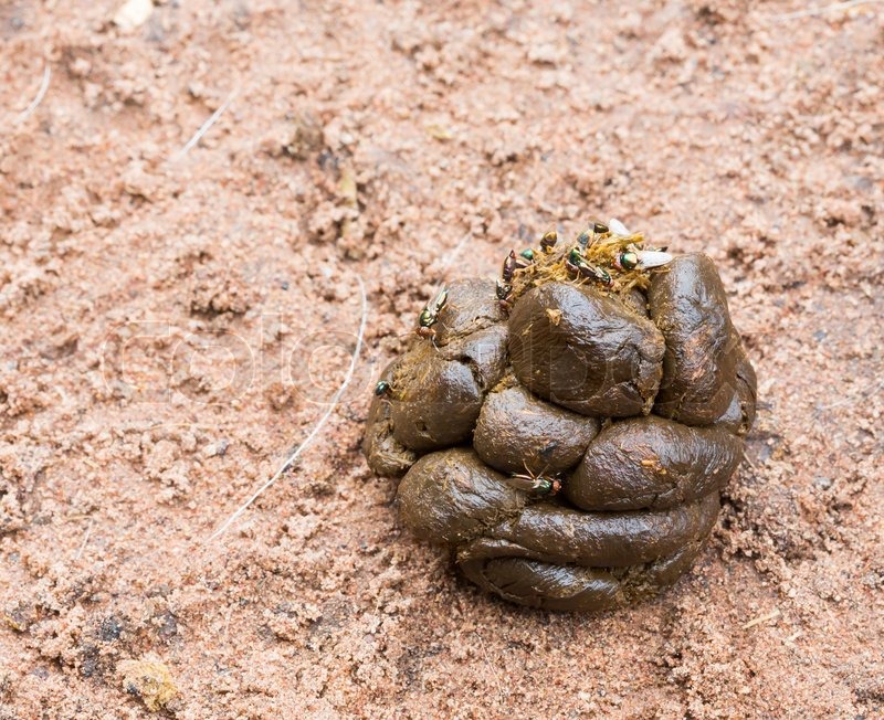 Close up goat excrement with flies on ... | Stock image | Colourbox