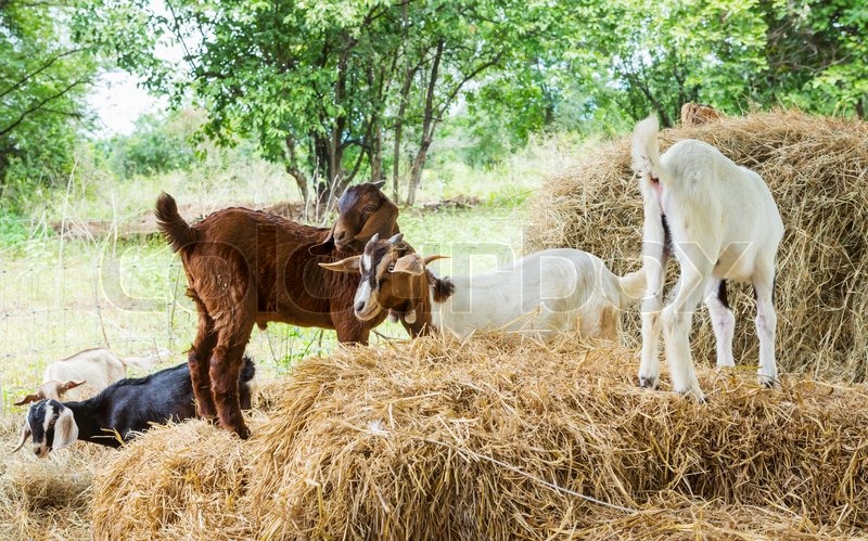 Goats in farm | Stock Photo | Colourbox